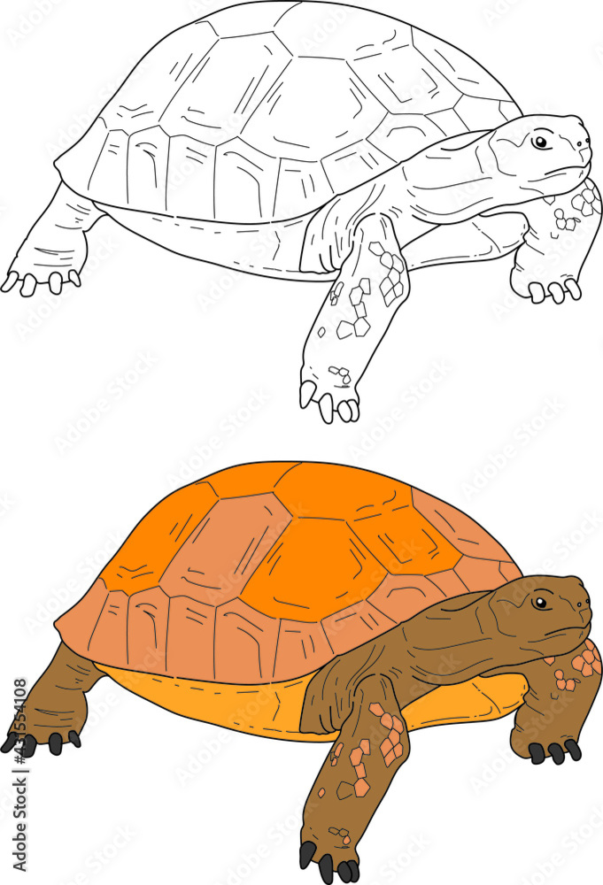 Tortoise vector drawing cartoon coloring for children line art and ...