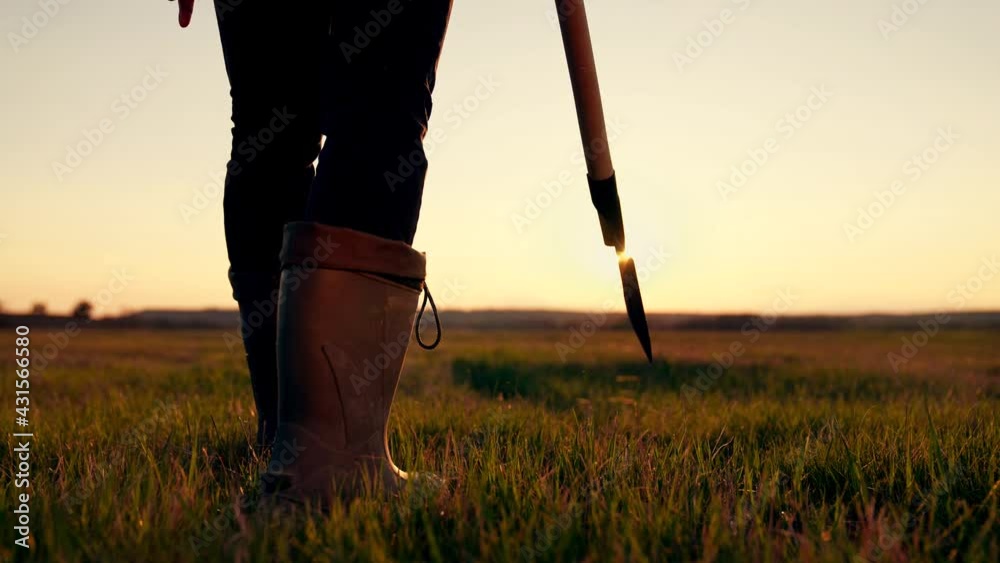 Farmer agronomist walks through green field of eco-crop in rubber boots ...
