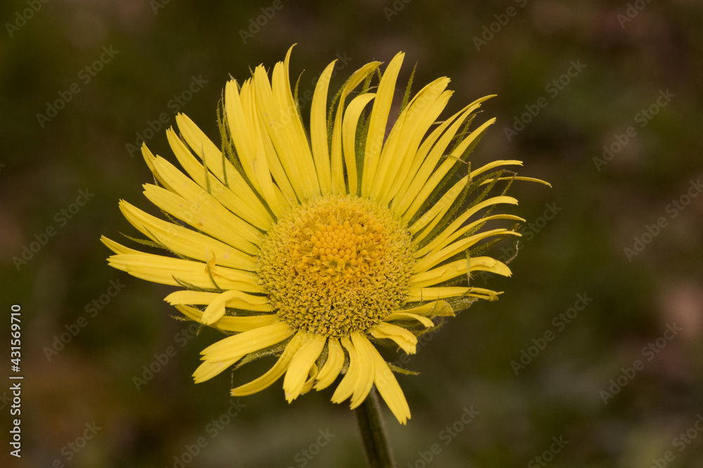 Doronicum plantagineum plantain false leopardbane Compositae with large ...