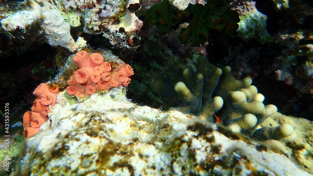 Sun coral or sun polyps Orange cup coral (Tubastraea coccinea) undersea ...
