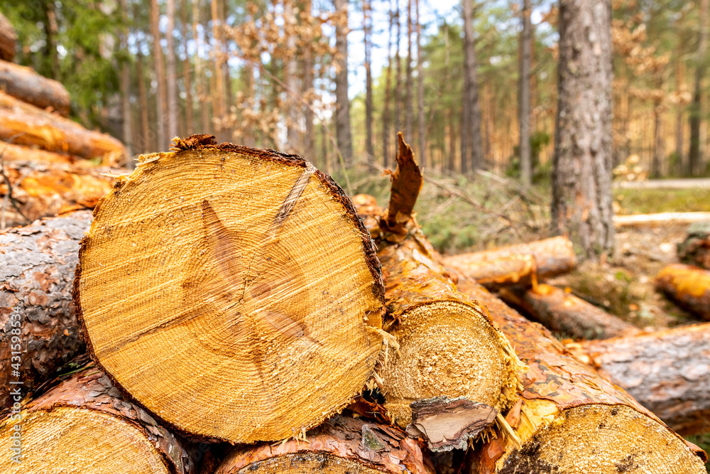 Logs of pine wood stacked. A cross-section of a raw, freshly cut wood ...