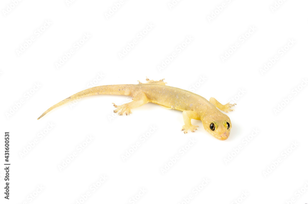 House lizard isolated white background with clipping path, macro Stock ...