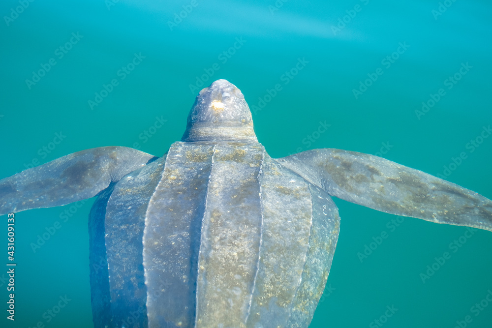 A large leatherback turtle swimming in the cold atlantic ocean. The ...