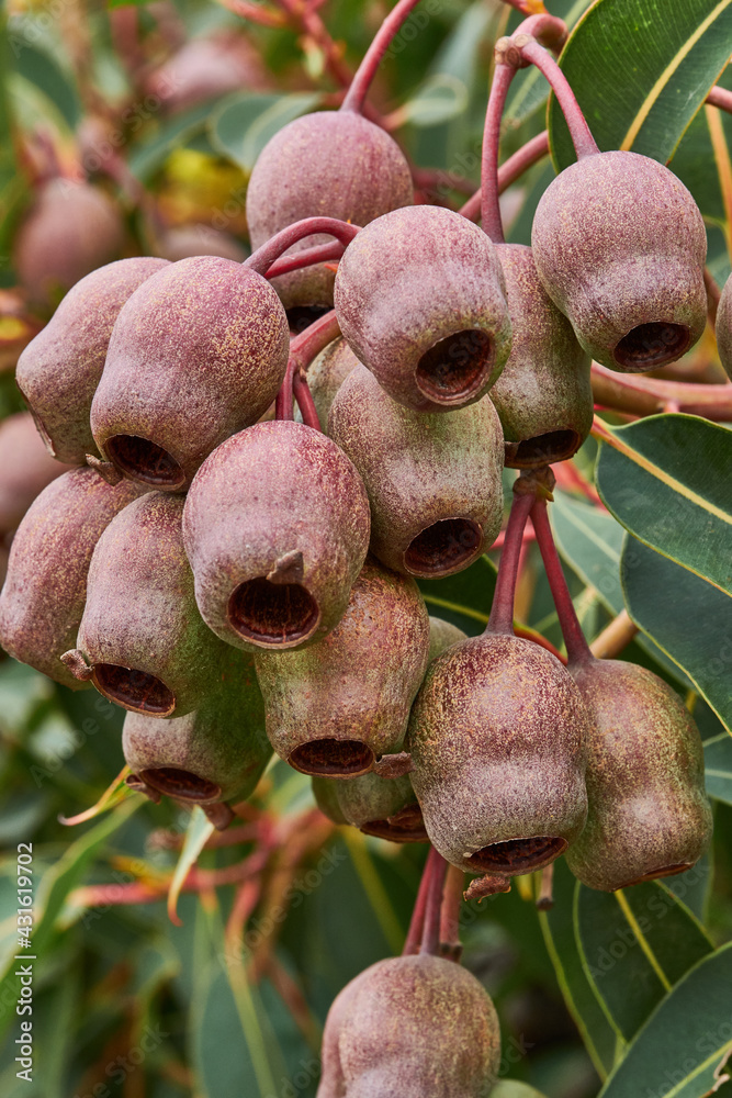 Gum Nuts come from Eucalyptus tree's and are native to Australia, and ...