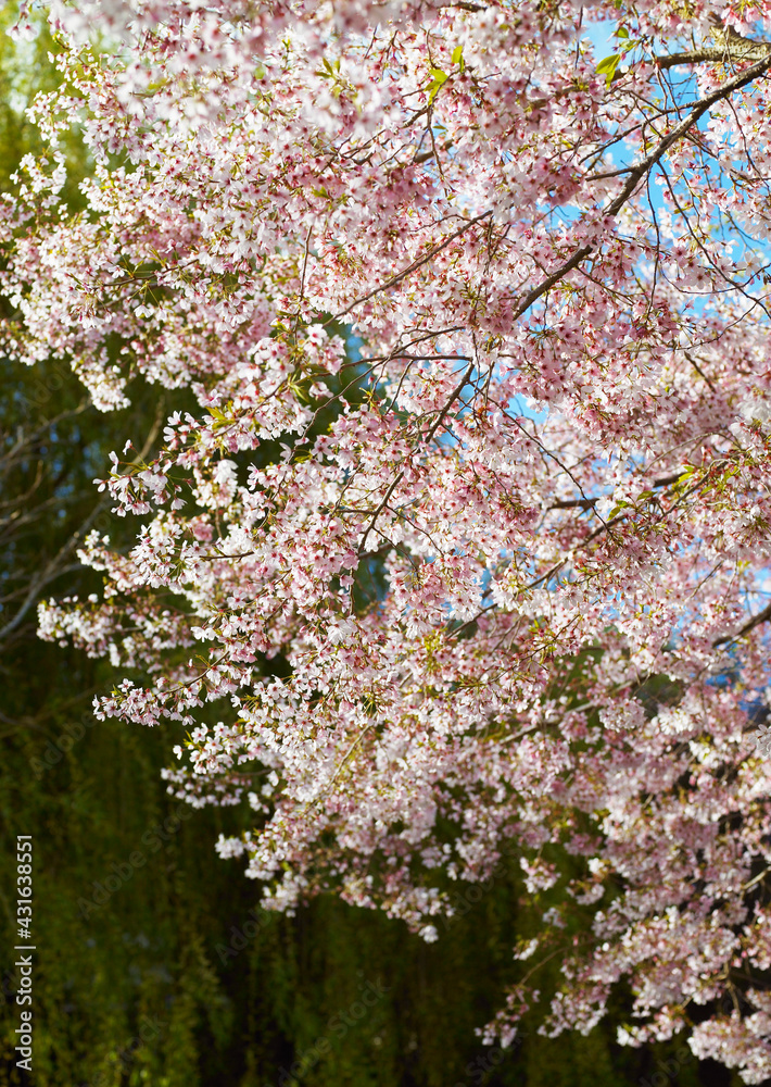 Hanging branches of flowering cherry blossom tree Stock Photo | Adobe Stock