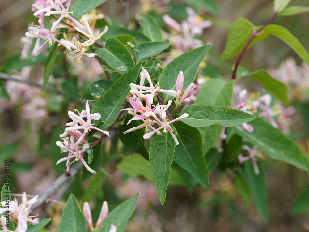Chèvrefeuille de Tartarie (Lonicera tatarica) Stock Photo | Adobe Stock