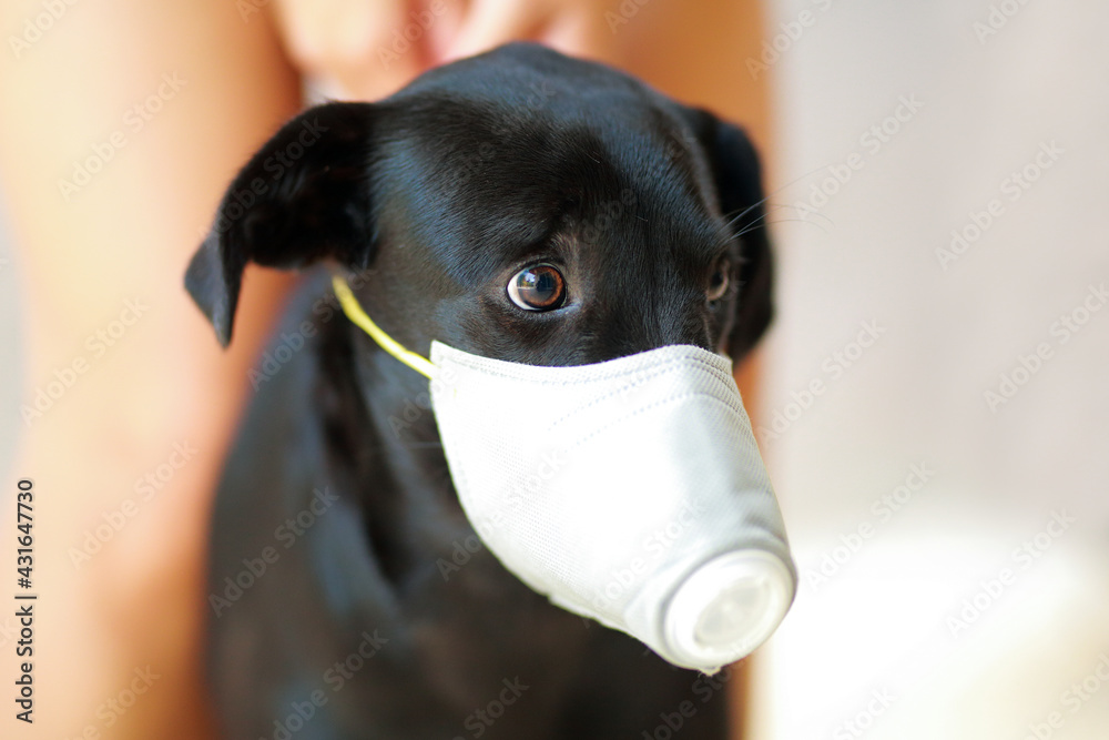 Dog Wearing Mask