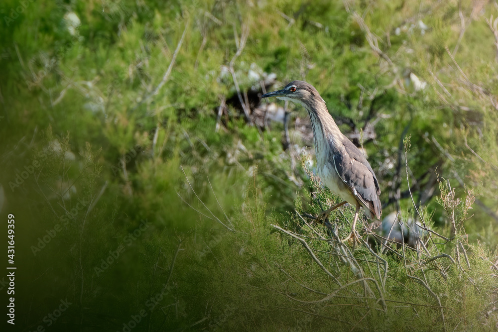 Cria de Martinete comun (Nycticorax nycticorax) sobre tarajal de ribera ...