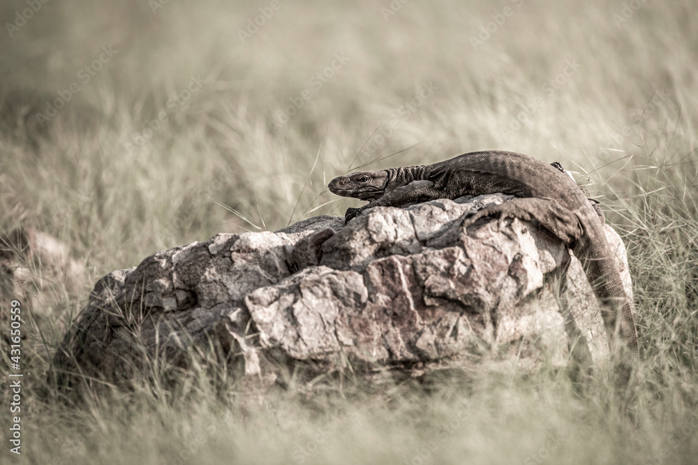 fine art image of monitor lizard or bengal monitor or common indian ...