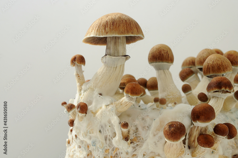 Psychedelic psilocybin mushrooms Golden Teacher on mycelium block ...
