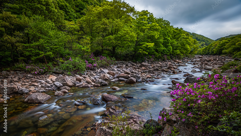 수달래가 아름다운 지리산 계곡 Stock Photo | Adobe Stock