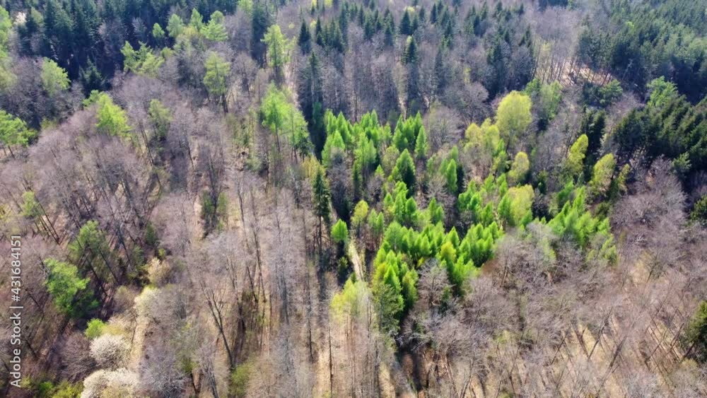 Aerial footage of reverse diagonal flight over treetops in the forest ...