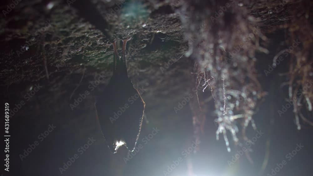 Close up small lesser horseshoe bat covered by wings, hanging upside ...