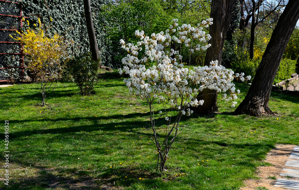 The toadstool will delight you in the garden throughout the year. In ...