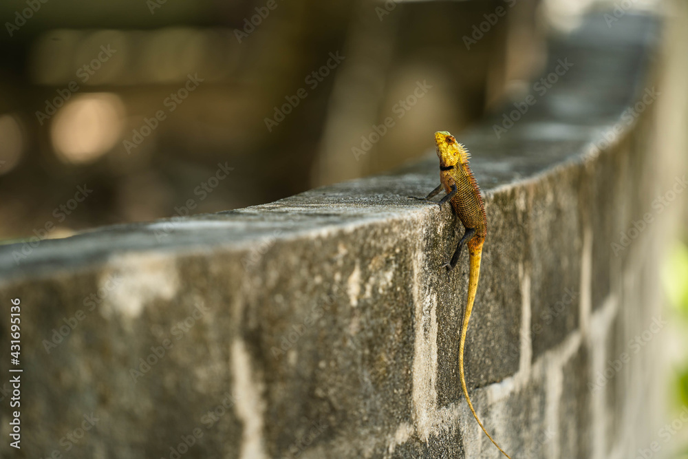 Maldives. The name collared lizard comes from the lizard's distinct ...