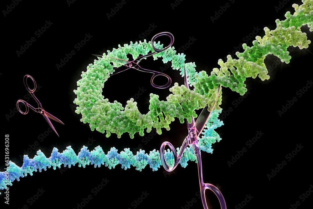 DNA strand being cut crispr scissors. 3d render ilustración de Stock ...