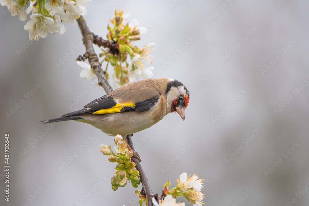 Stieglitz / Distelfink auf Kirschzweig Stock Photo | Adobe Stock