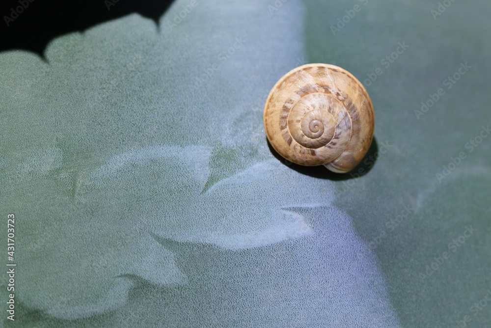 A snail with a house sits on the green leaf of an agave and the shadows ...