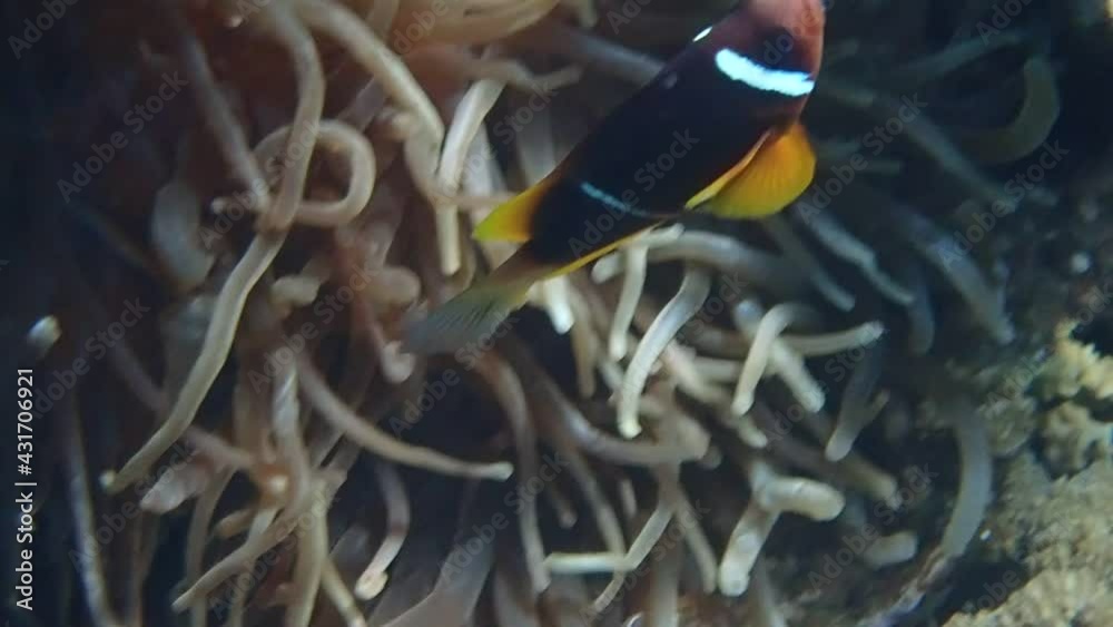 Vídeo do Stock: Beautiful resident of coral reefs Leather Clown-fish ...
