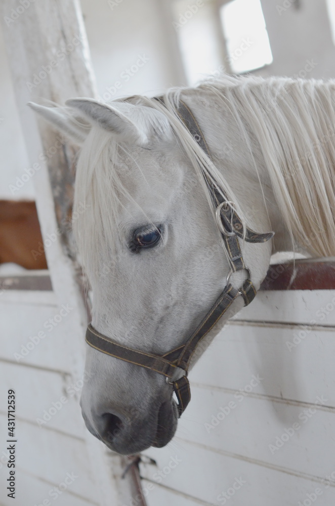 Koń , Konie , Klacz , konik , Polski koń , Koń cheval, zwierzak, farma ...
