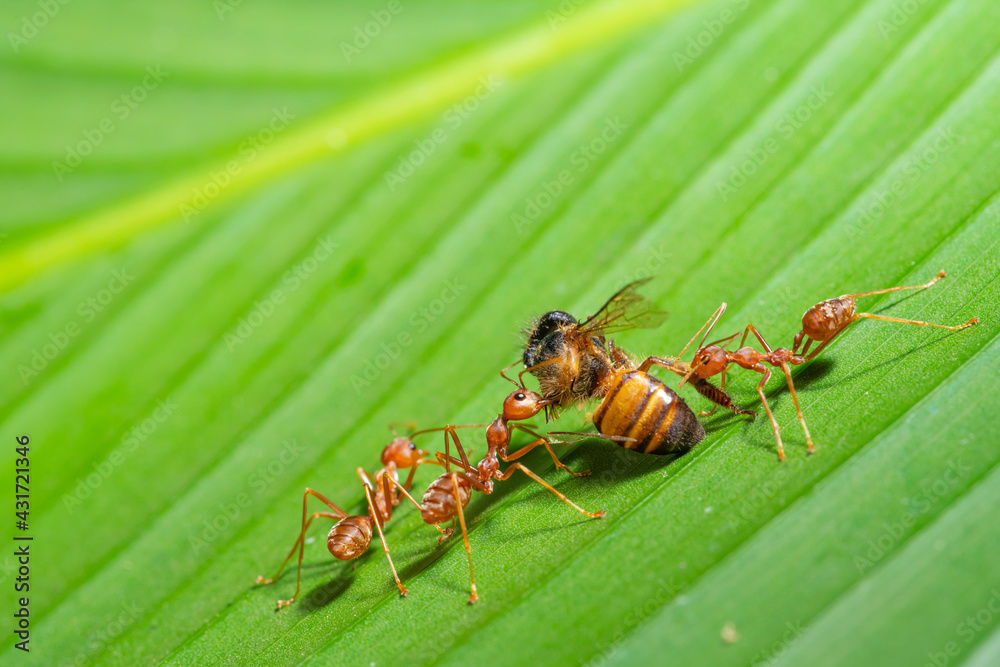 Ant action standing.Red ants are climbing green vines,,Concept team ...