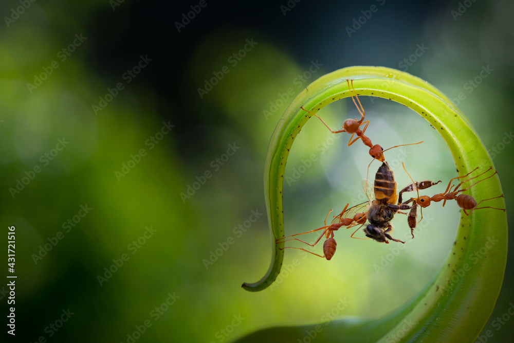 Ant action standing.Red ants are climbing green vines,,Concept team ...
