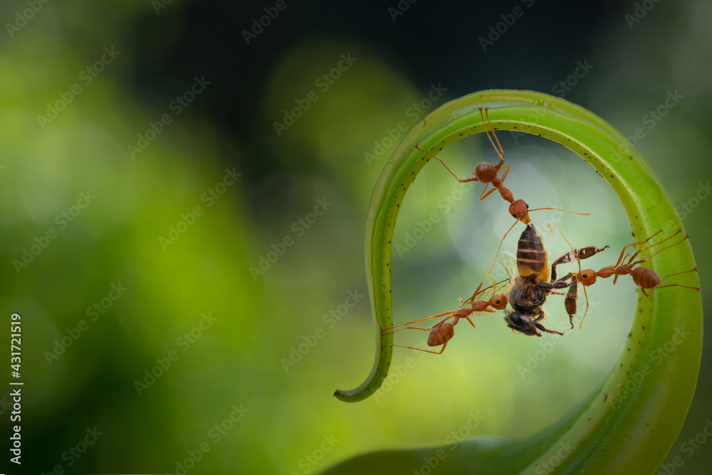 Foto de Ant action standing.Red ants are climbing green vines,,Concept ...