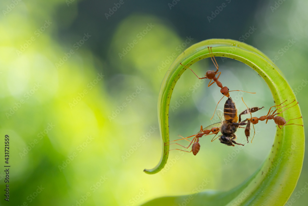 Ant action standing.Red ants are climbing green vines,,Concept team ...