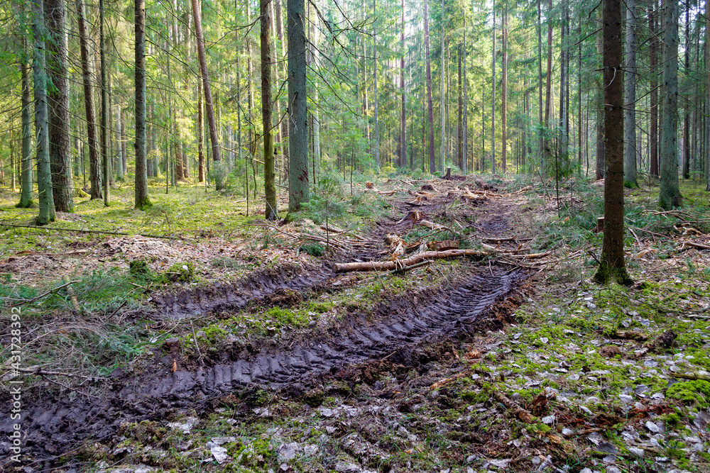Big truck tractor or bulldozer loader tires wheel in forest. Human ...