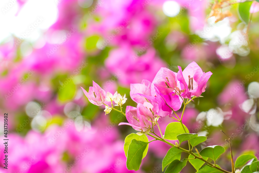 Pink spring flower (Bougainvillea, Purple bush, buganvilla, bugambilia ...