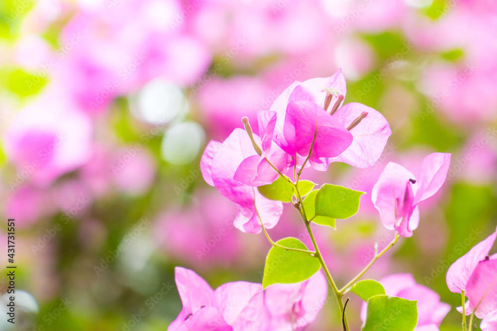 Pink spring flower (Bougainvillea, Purple bush, buganvilla, bugambilia ...