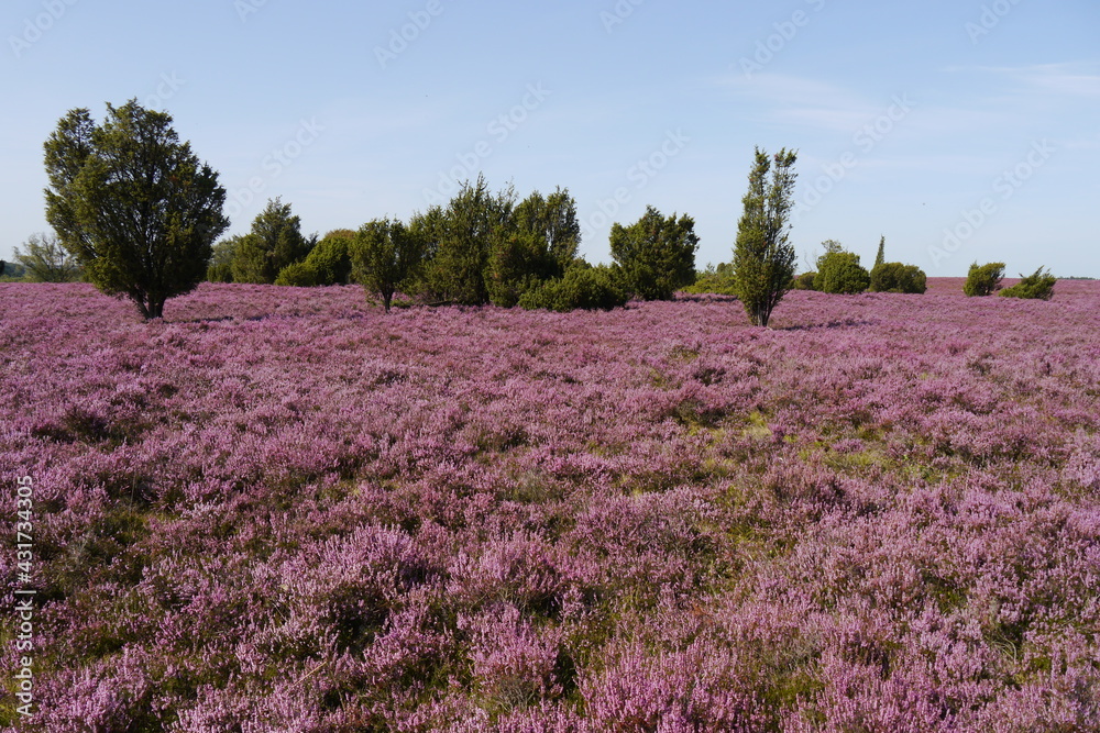 Blühende Heide in der Lüneburger Heide Stock Photo | Adobe Stock