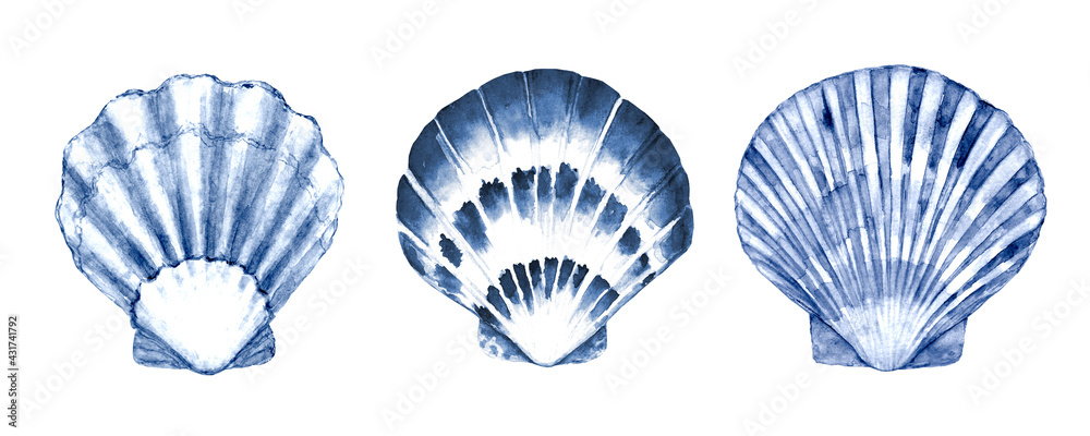 Seashell set watercolor illustration. Watercolor hand drawn sea shells ...