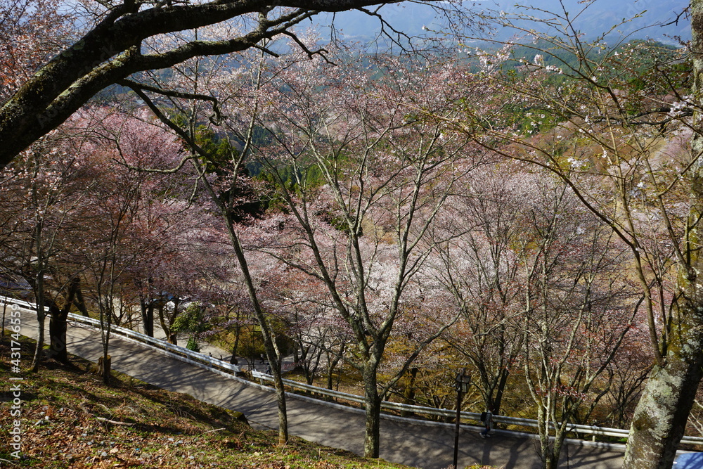 Yoshinoyama sakura cherry blossom during spring. Mount Yoshino in Nara ...