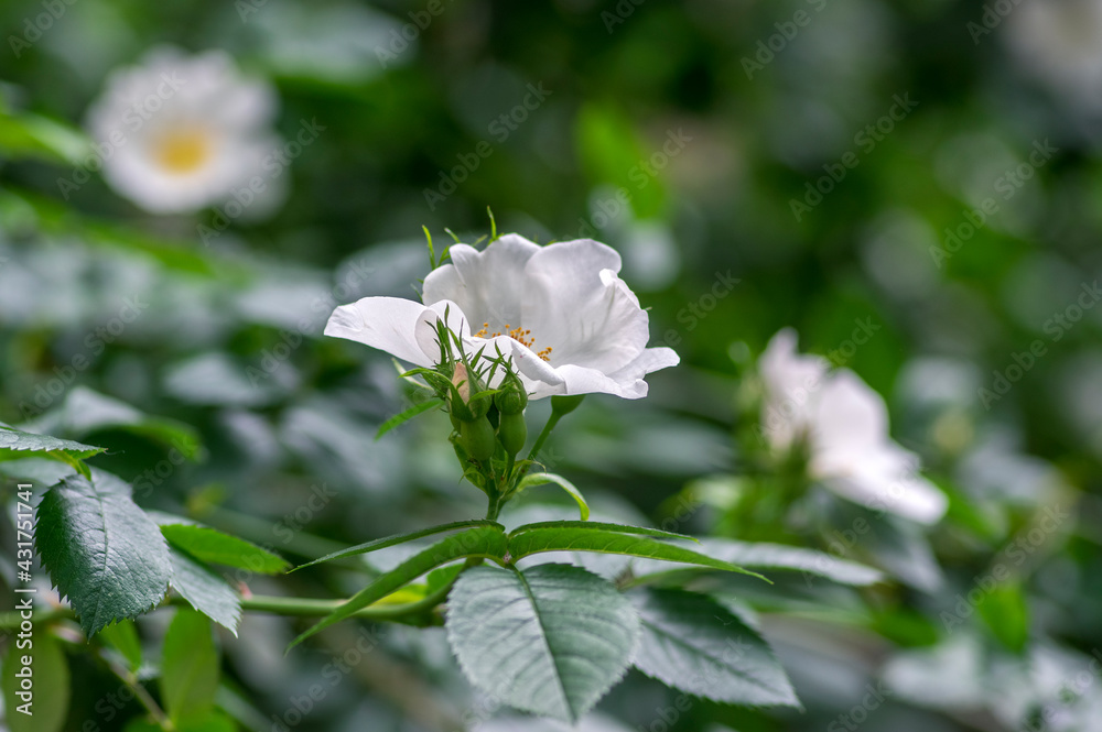 Dog rose Rosa canina corymbifera white flowers in bloom on branches ...