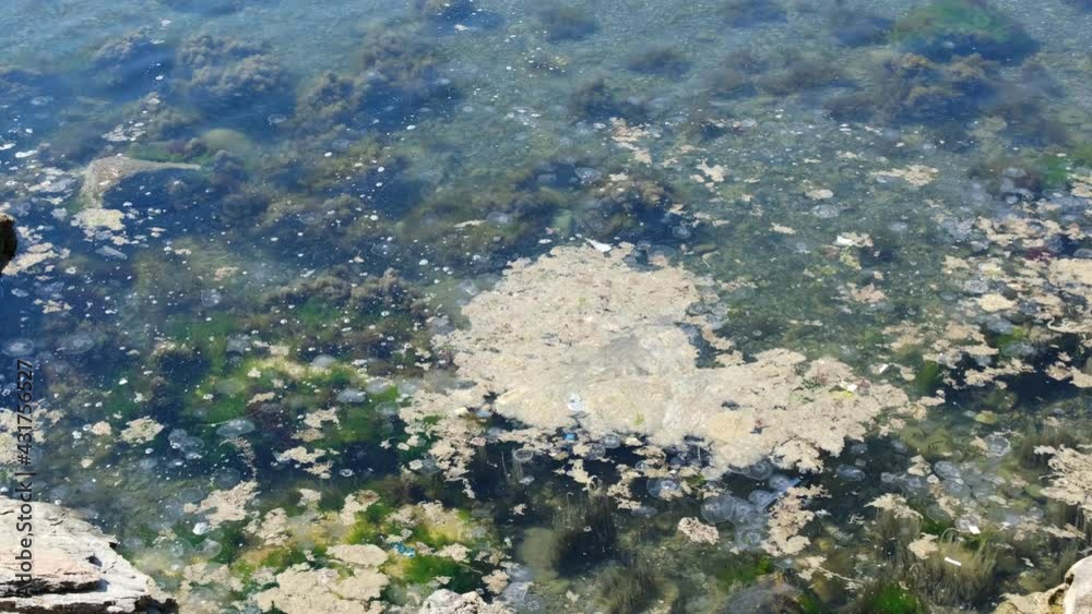 Sea snot on sea surface with jellyfishes. Marine mucilage is an ...