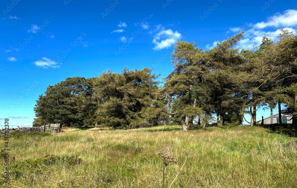 Field with wild grasses, old trees and a farm outbuilding, on a hot ...
