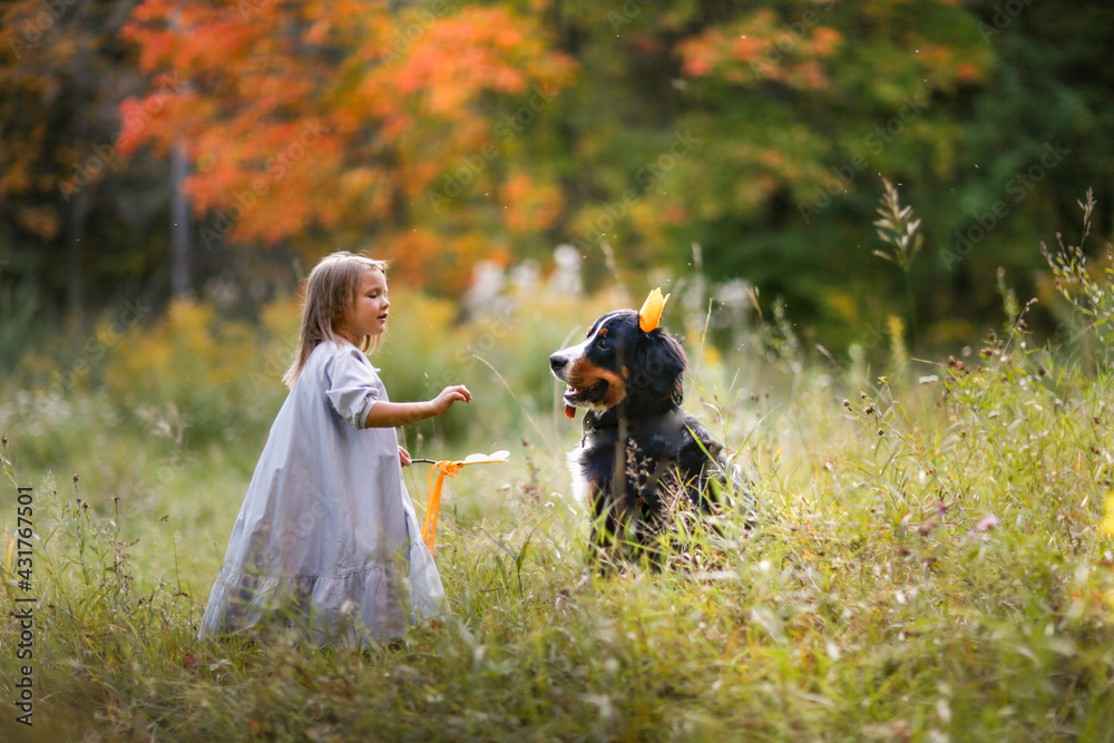 Cute Caucasian girl child and a Bernese Mountain Dog breed in a crown ...