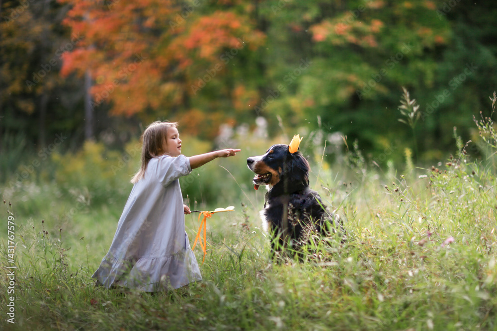 Cute Caucasian girl child and a Bernese Mountain Dog breed in a crown ...