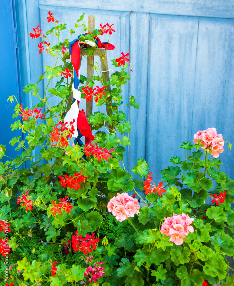 France. Geranium flowers with French flag color ribbons and wooden ...