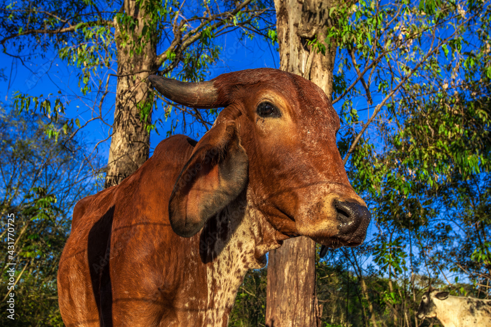 Bovine. Ox confinement farming. Livestock. Stock Photo | Adobe Stock