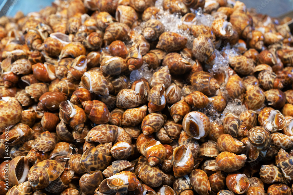 Sweet shellfish at seafood fish market fishing business raw fresh shell ...