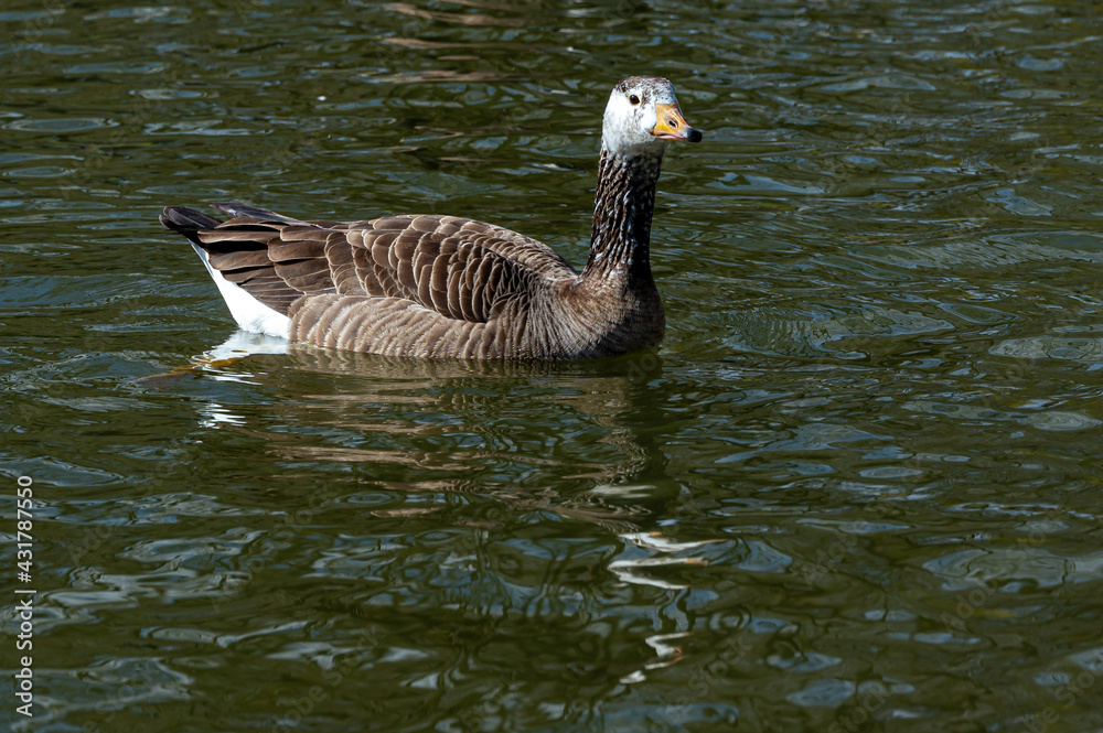 Hybrid wildlife with a Canada goose, Embden goose cross breed Stock ...