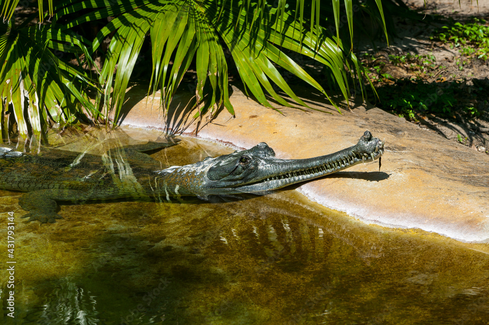 Mature male Indian Gharial (Gavialis gangeticus) crocodile with head ...