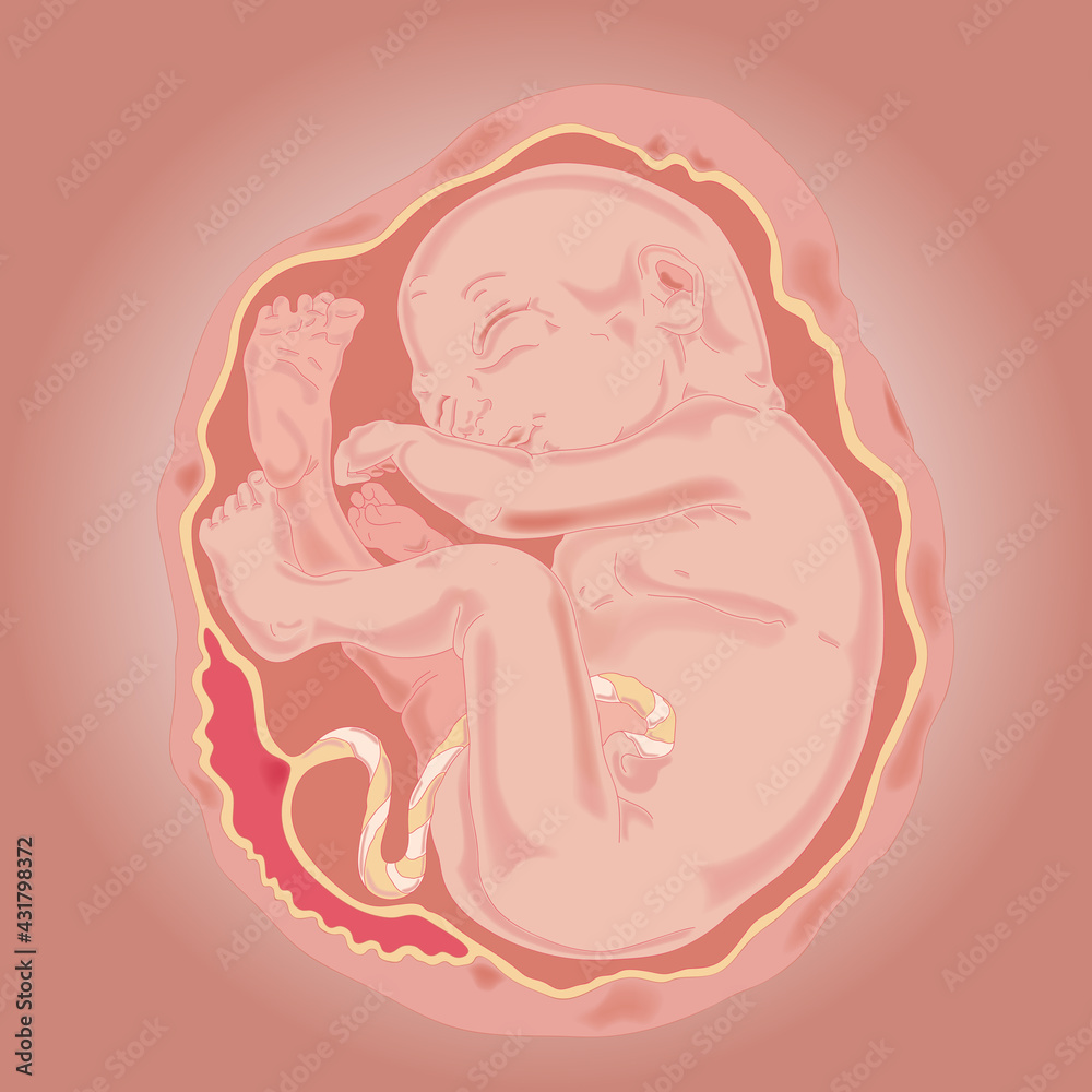 Póster Baby embryo fetus foetus placenta – Cuadro para Pared | Posters.es