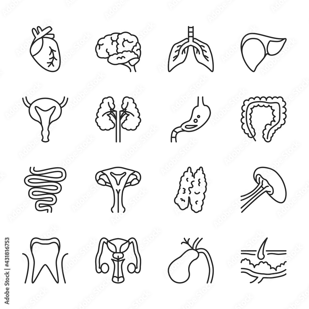 Human internal organs thin line icon set isolated on white. Black ...