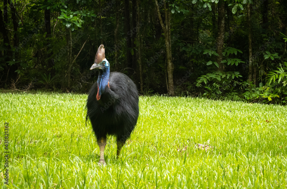 Cassowary at the daintree rainforest in Australia (Southern ...