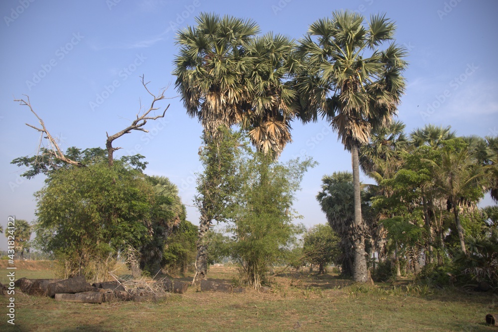 Cambodia. Borassus flabellifer, commonly known as doub palm, palmyra ...