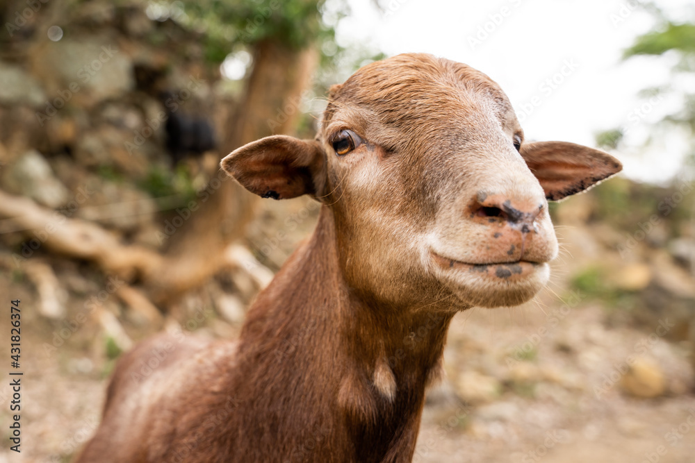 Foto de Cabra, naturaleza, conservación, domestico, granja, animales ...