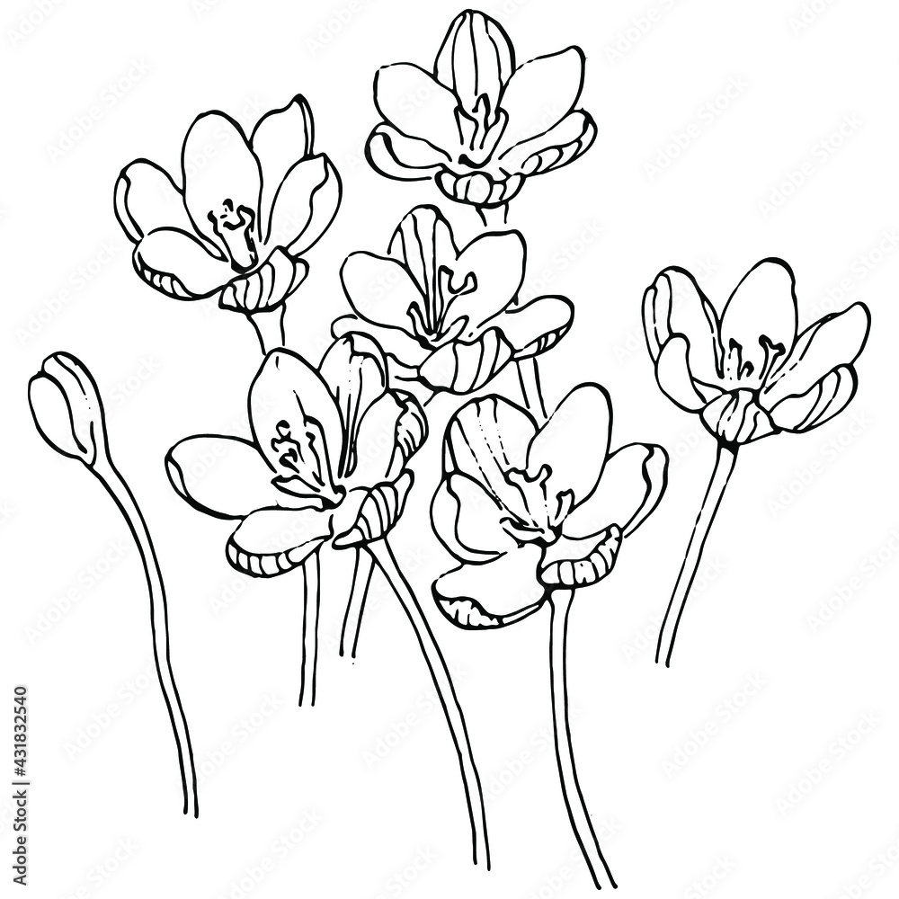 Crocus flower vector sketch illustration isolated on white background ...
